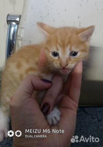 Котята от потомственной мышеловки