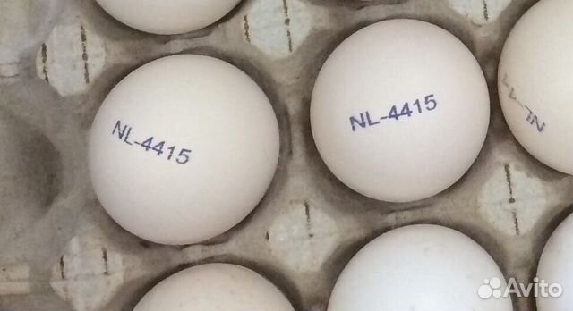 Яйцо инкубационное кобб-500,Мастер Грэй,Голошей