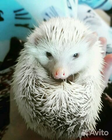 Африканский ежик