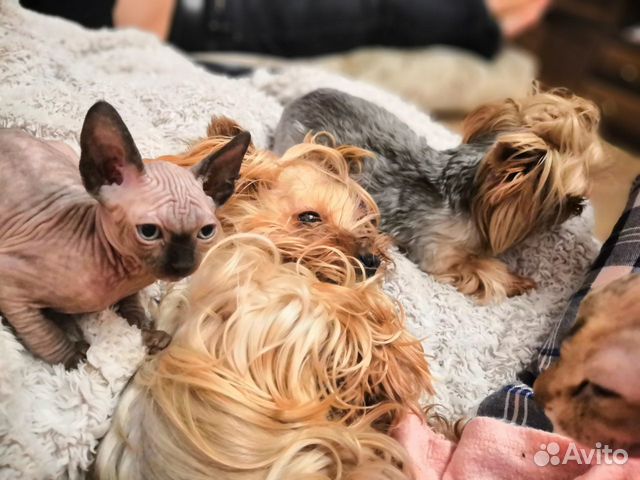 Канадский сфинкс