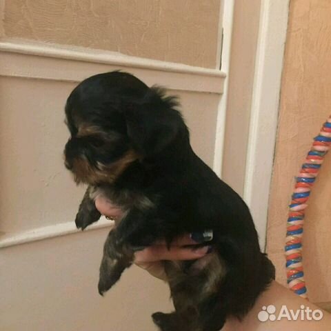 Йоркширский терьер