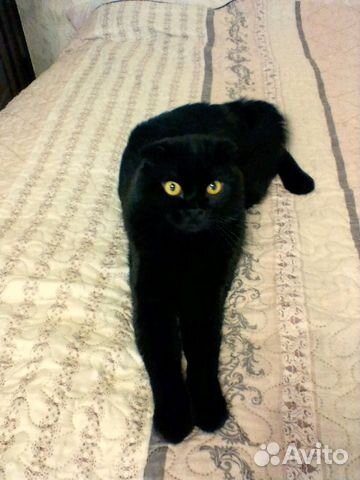 Вязка кота