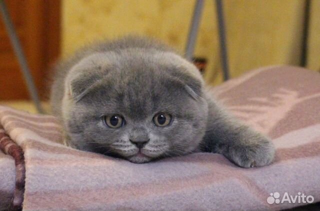 Британская