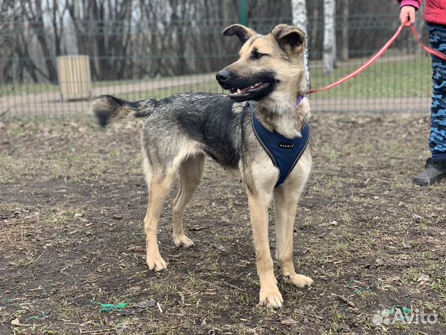 Молодая собака Марта