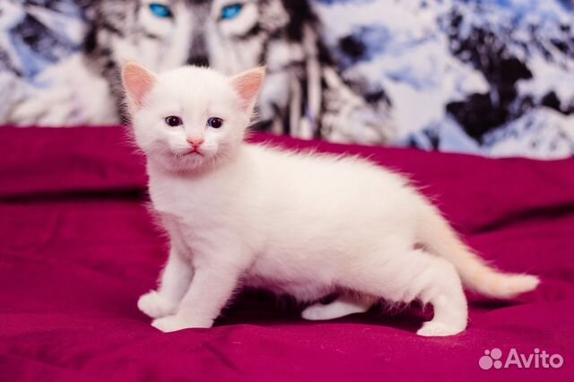 Голубоглазый котёнок, 1 мес