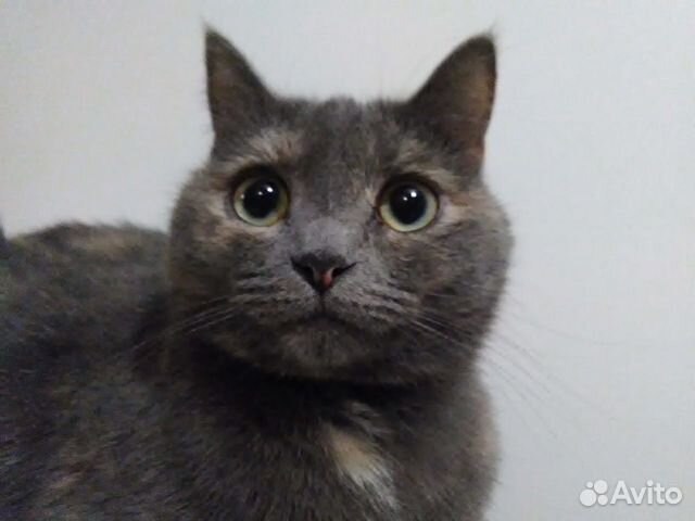 Красавица Лилу в добрые руки