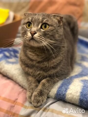 Котик в хорошие руки