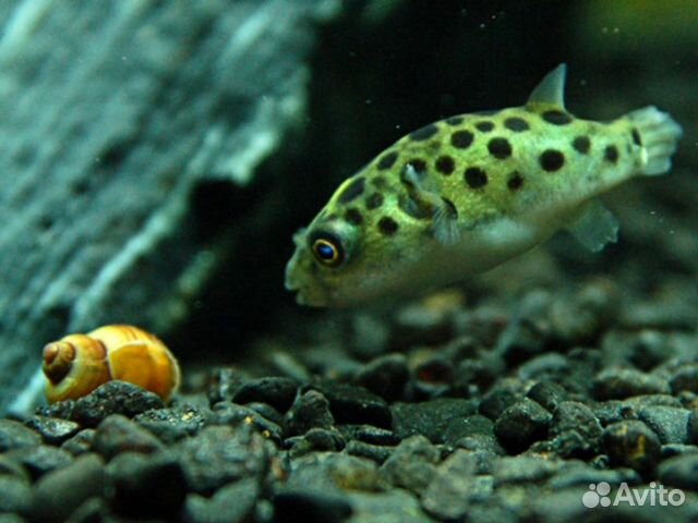 Рыбка карликовый тетрадон