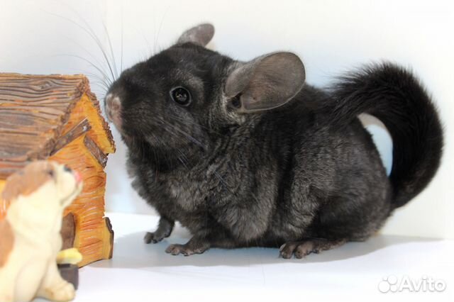 Шиншилла девочка Экстра дарк (темный)