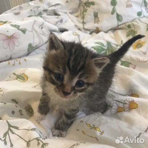 Котенок мальчик, смелый и шустрый