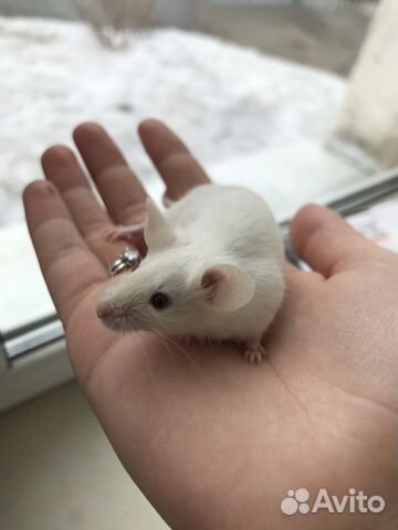 Ручная Мышь