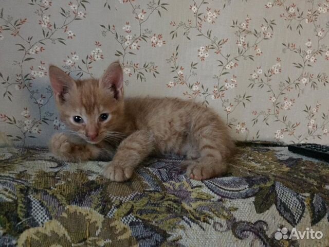 Рыжий котенок, 2 месяца. Мальчик