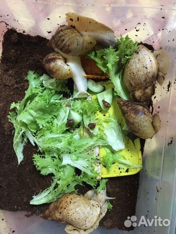 Улитка Ахатины Альбина