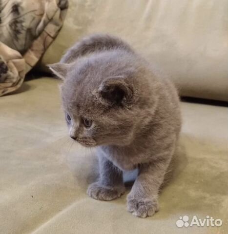 Британцы