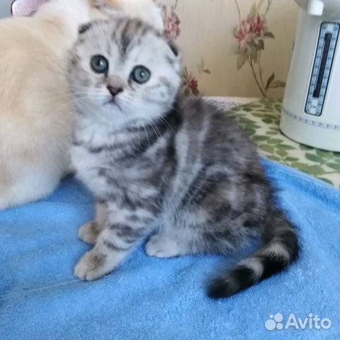 Вискасная вислоушечка