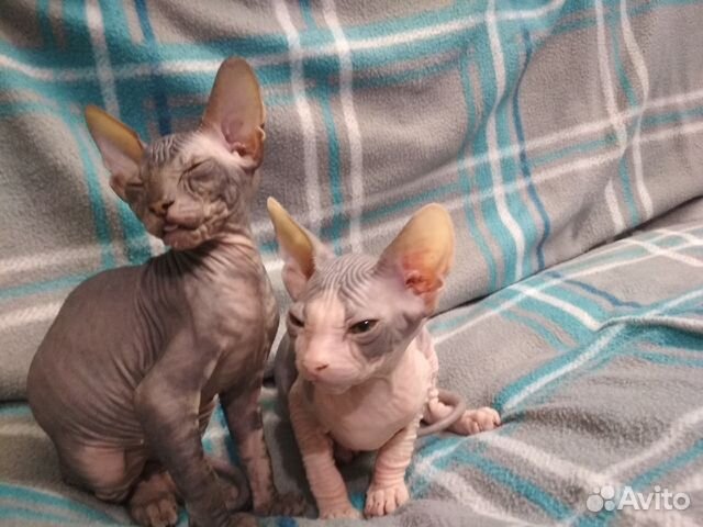 Котята донского сфинкса