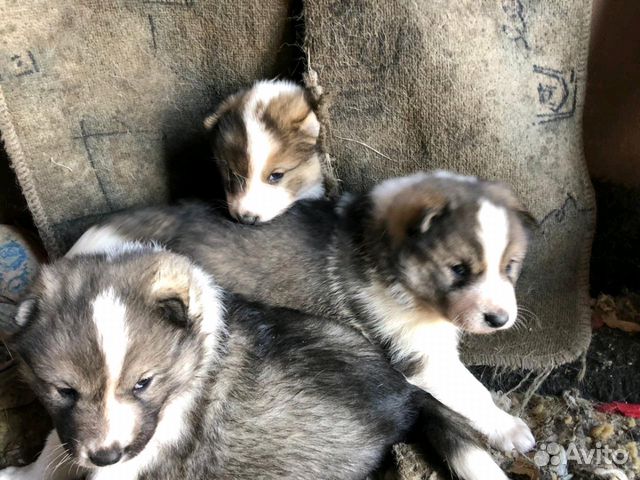 Щенки западно сибирской лайки и самоеда