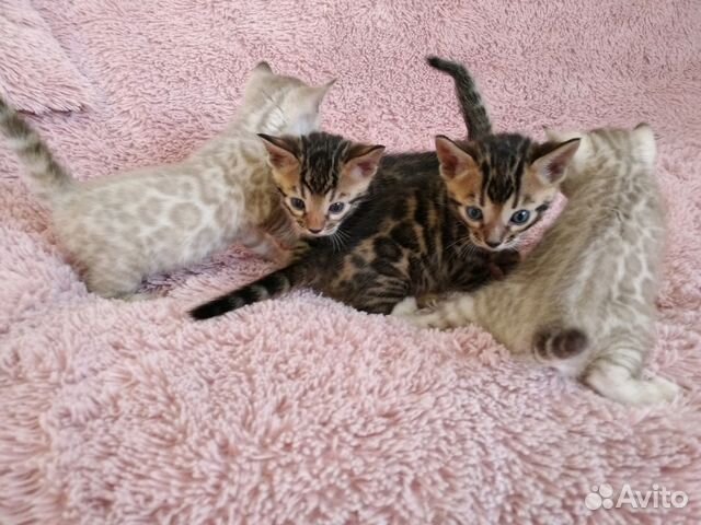 Бенгальская