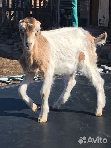 Американские ламанча-козлики