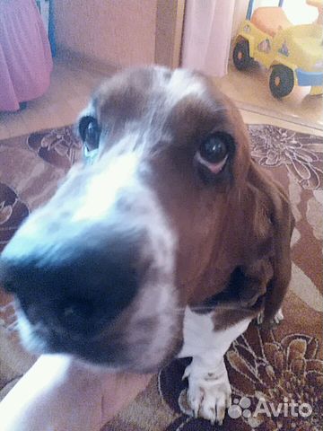 Бассет -хаунд