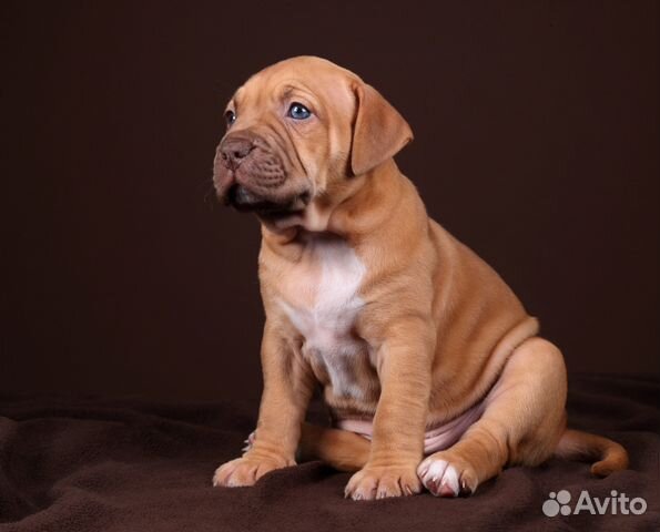 Ярко-рыжая девочка апбт