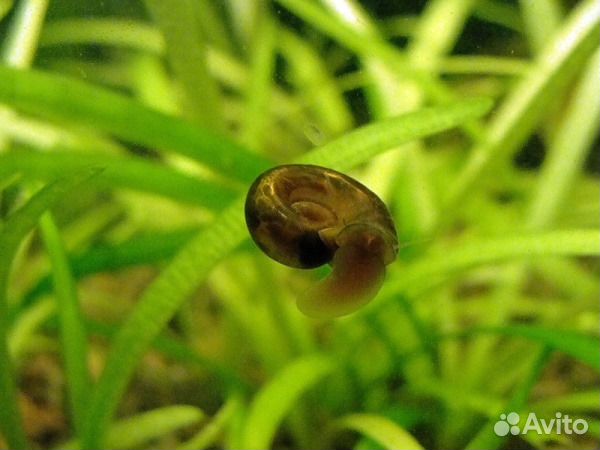 Улитки Мариза мальки