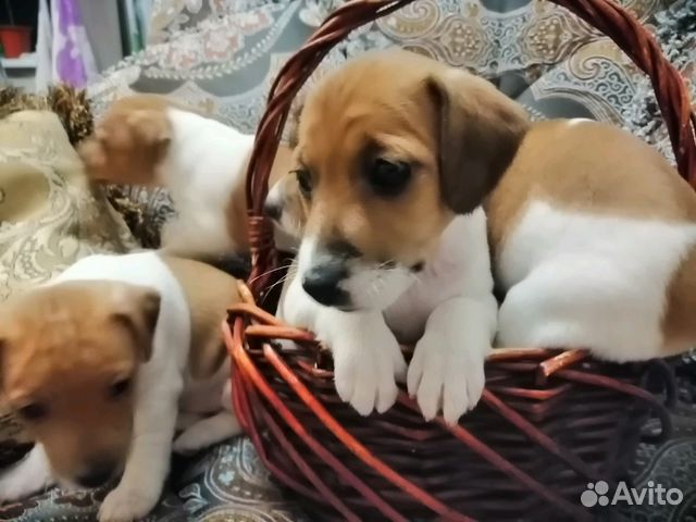 Девчушки Джек Рассел терьер