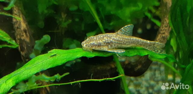 Отоцинклюс негрос. Сомик