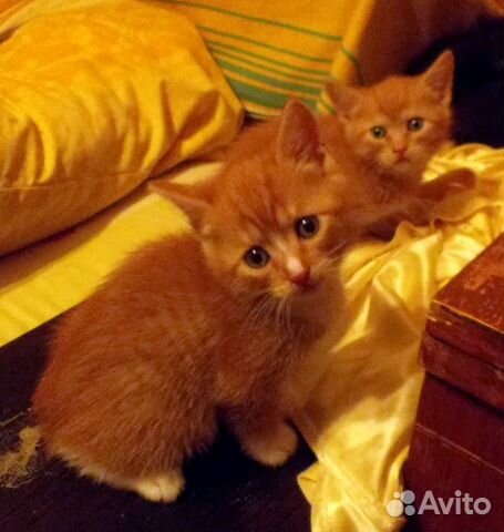 Рыжие котята, мальчики, 2 месяца