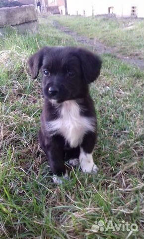 Верный друг всегда будет рядом