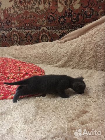Котята русской голубой
