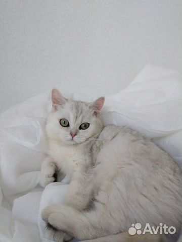 Кошечка ждет нового хозяина