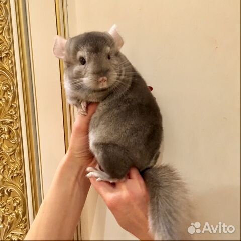 Шиншиллки