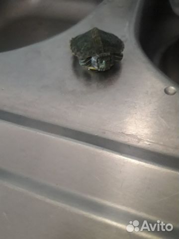 Отдам в хорошие добрые руки