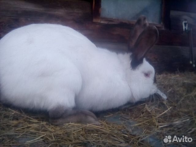 Самцы-калифорнийцы