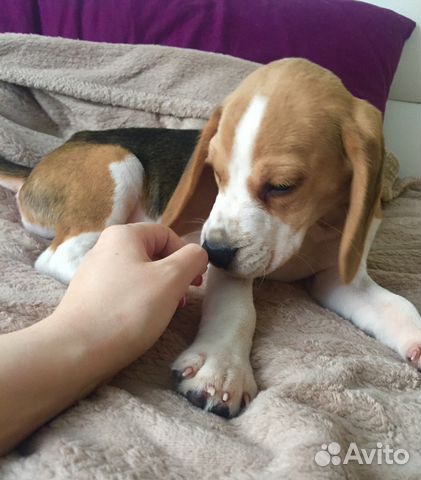 Продается щенок Бигля, мальчик 2,5 мес