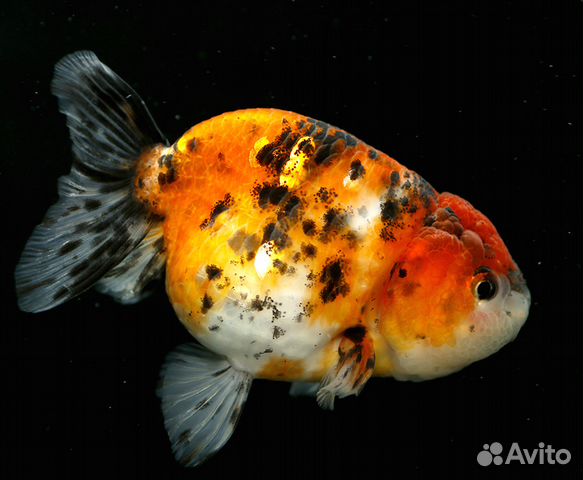 Эксклюзивная золотая рыбка ранчу