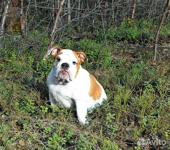 Англичанка