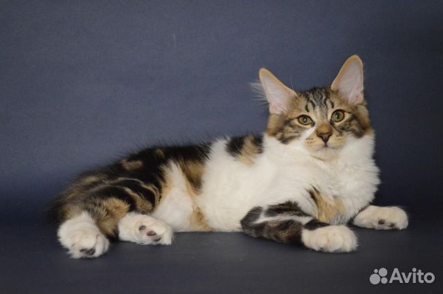 Котик Копенгаген