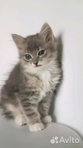 Котенок