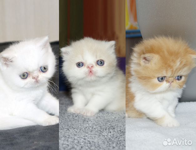 Котята экзоты: белый, рыжая, кремово-белая