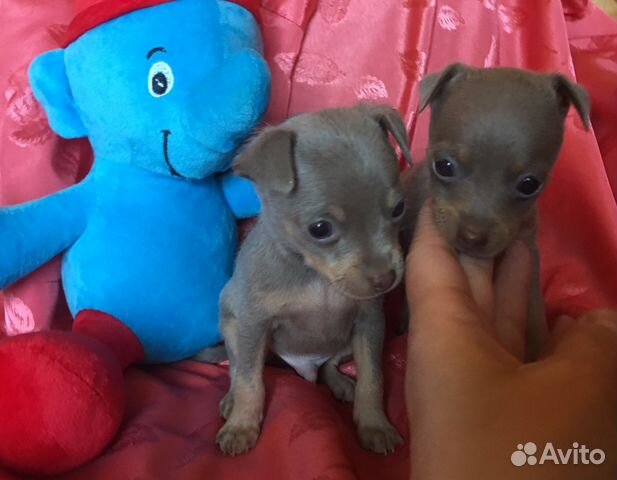 Кукольные мини детки