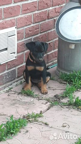 Кабель и сука ягдтерьера