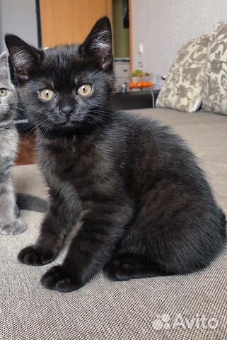 Котёнок scottish straight