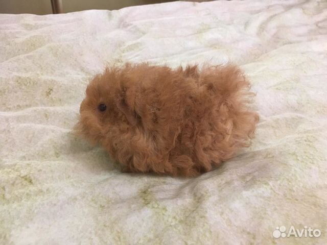 Морская свинка