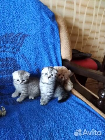 Котята мраморные чудо