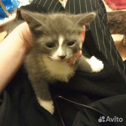 В дар очаровательный котенок