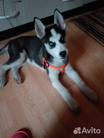 Милый щеночек хаски