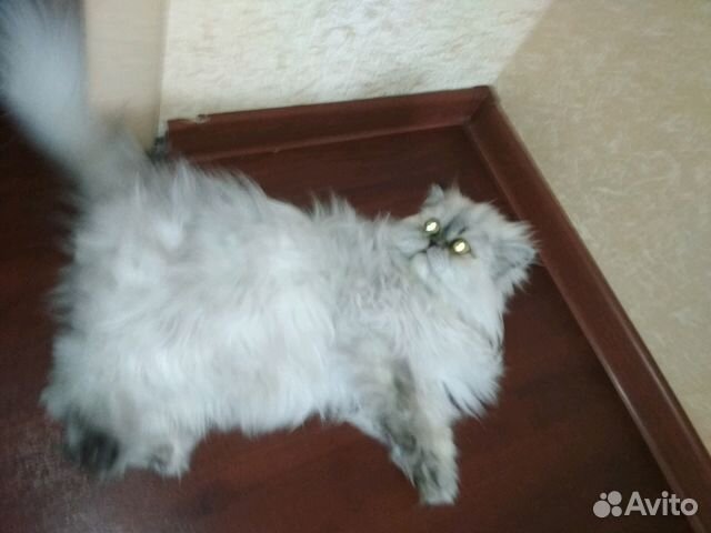 Персидский кот