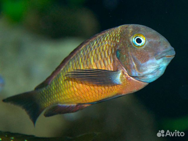 Трофеусы Иланги Йелоу